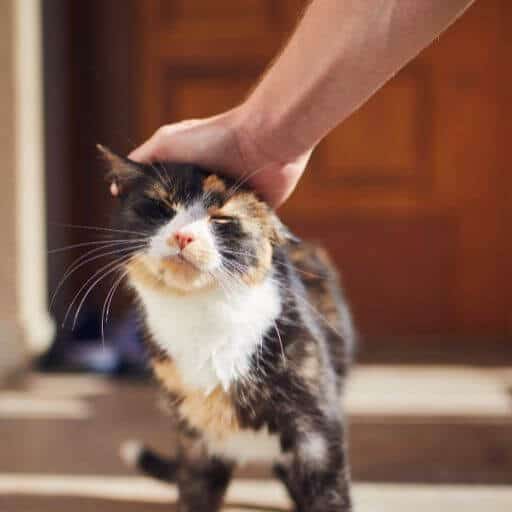 I Choose You: How Cats Choose a Favorite Person