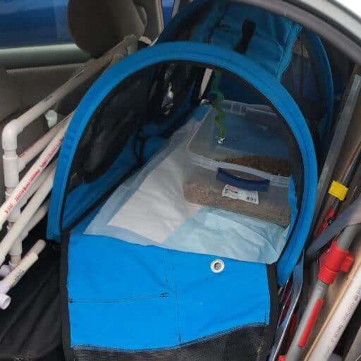 Traveling With Cats: Litter Box Logistics