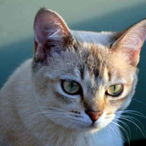 Get to Know the Sparkling Burmilla Cat