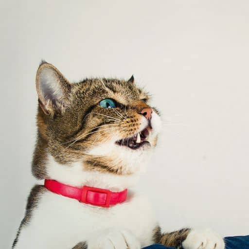 No Noisy Nights: Keep Your Cat From Meowing In A Hotel Room