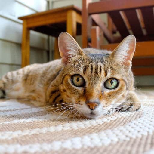 Understanding Cat Ear Language