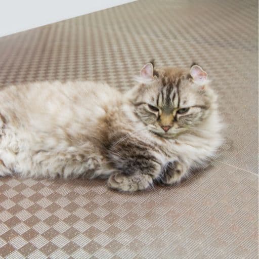 Elegance with a Curl: An Introduction to the American Curl Cat