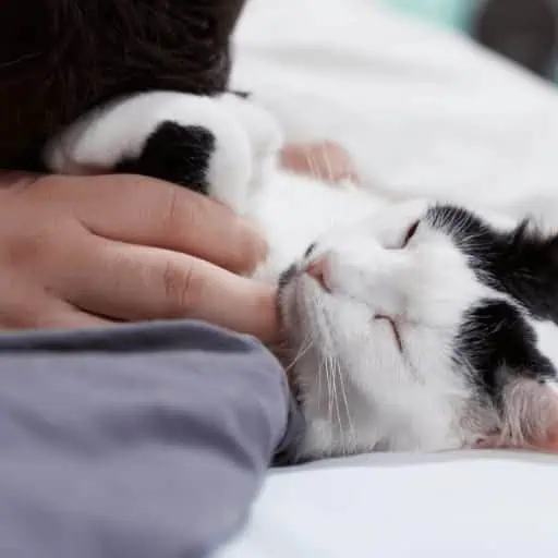 Why Is My Cat So Clingy? Understanding Your Velcro Cat