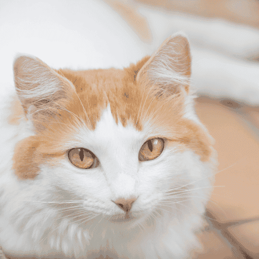 Bi-Color Cats or Why Does My Cat Have White Paws?