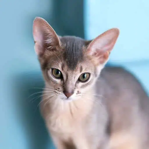 The Alluring Abyssinian Cat