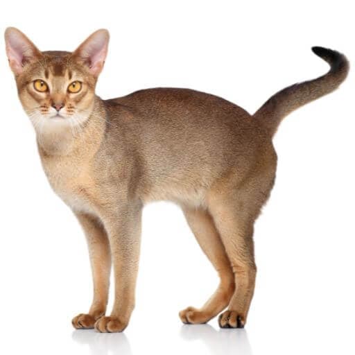 The Alluring Abyssinian Cat