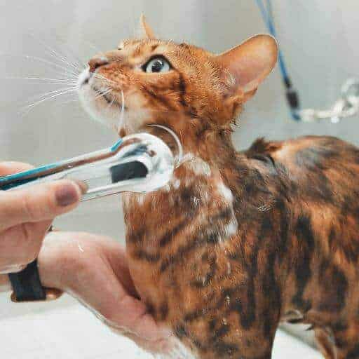 Showtime Elegance: The Art Of Grooming Your Cat For A Show