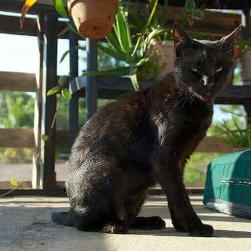 Why Your Kitty Wants a Catio