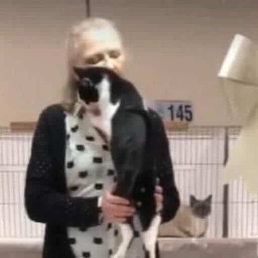 Why Cats Headbutt: Understanding the Meaning of this Behavior