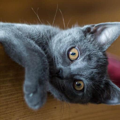 The Chartreux Cat: A Friendly and Loyal Feline Breed