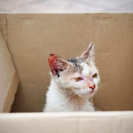 Just Say No to Dumping Cats Outside