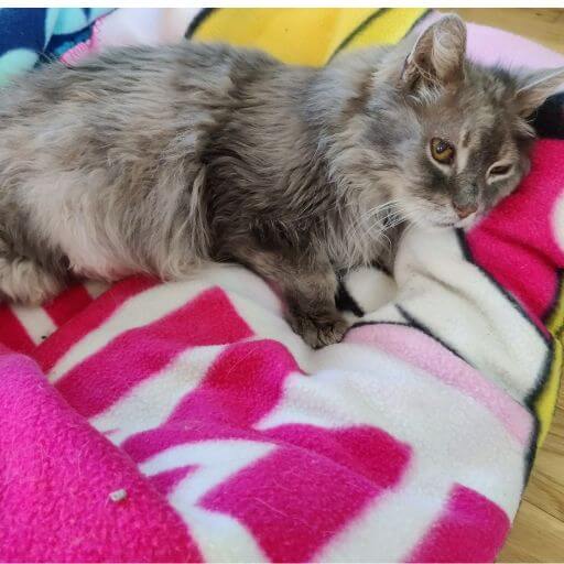 Managing Incontinence in Senior Cats to Improve Quality of Life