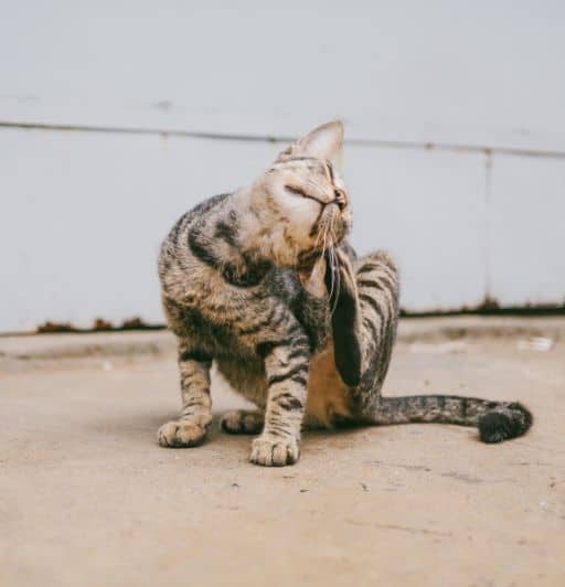 Tackling Cat Dandruff And Dry Skin: Symptoms, Causes, And Treatment Tips