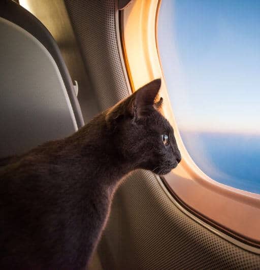The Ultimate Guide To Traveling With Cats: The Flying The Skies Edition