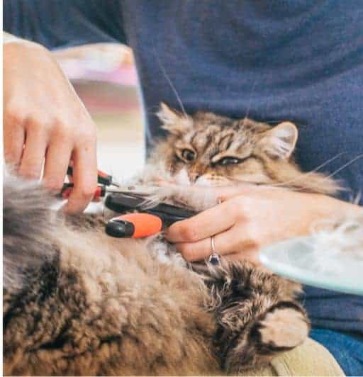 How to Help a Cat with Matted Fur
