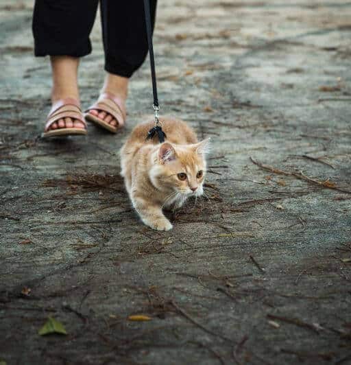 Everything You Want to Know About the Munchkin Cat Breed