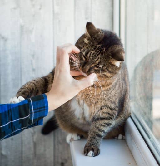 Why Cats Bite Their Owners and How to Stop it
