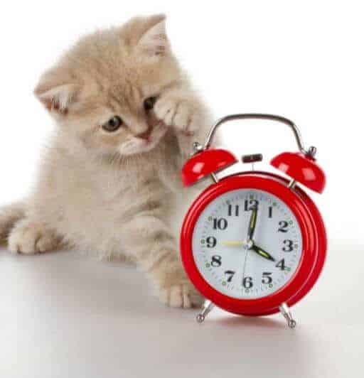 How Daylight Savings Time Affects Cats and How You Can Help