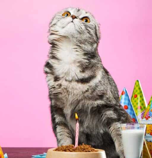 Celebrate Your Cat's Birthday: Ideas And Tips