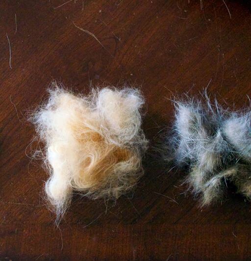 Cat Shedding: Practical Tips for Cat Guardians