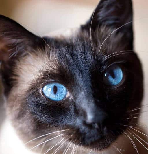 Hypoallergenic Cat Breeds: A Guide to Allergy-Friendly Felines