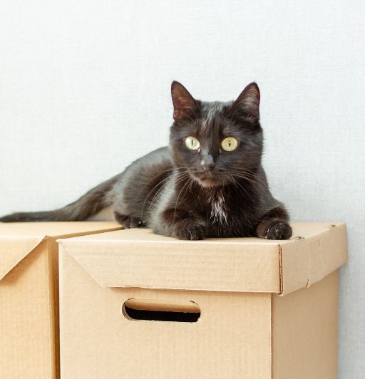 Moving with Multiple Cats: Tips for a Low-Stress Transition