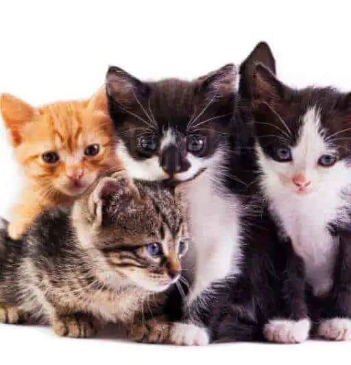 should second cat be same gender