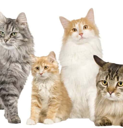 should second cat be same gender