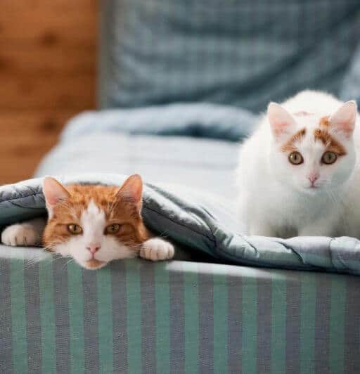 Should I Get a Second Cat?