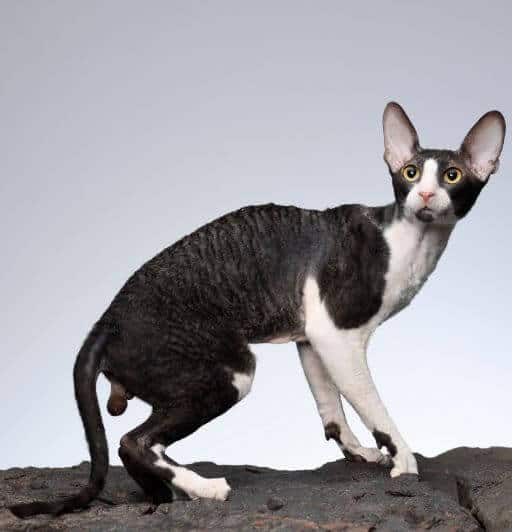 Discover the Wonder of the Curly-Coated Rex Cat Breeds