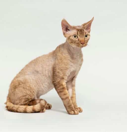 Discover the Wonder of the Curly-Coated Rex Cat Breeds