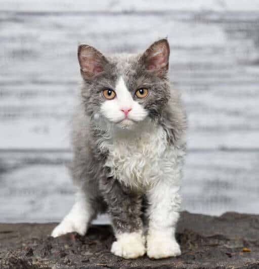 Discover the Wonder of the Curly-Coated Rex Cat Breeds