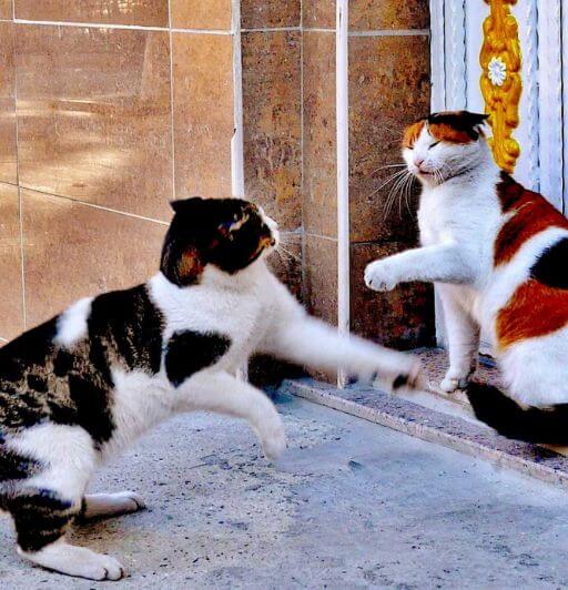 Are My Cats Playing or Fighting? How to Tell the Difference