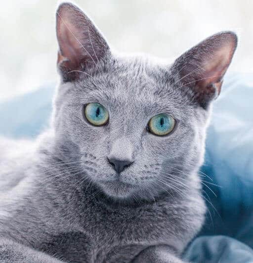white russian blue russian ragamuffin