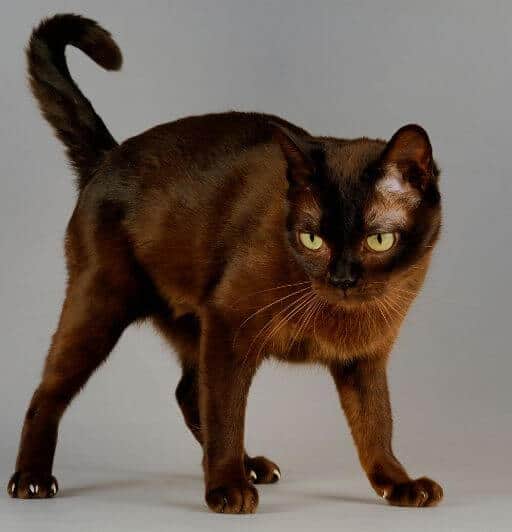 The Burmese Cat: A Guide To Their Personality And Care