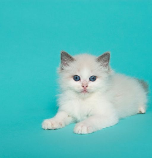 white russian blue russian ragamuffin