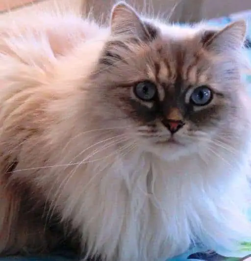 The Ragamuffin Cat: A Friendly and Lovable Feline Breed