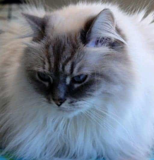 The Ragamuffin Cat: A Friendly and Lovable Feline Breed