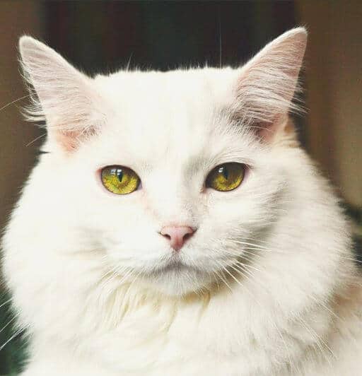 white cat head