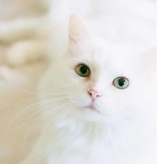 all white cat