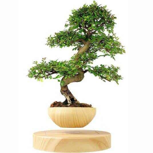 Stunning Contemporary Decor For Your Home - Floating Bonsai