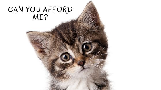 How to Plan a Budget for Your Cat