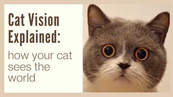 Through a Cat's Eye: How Cats See the World