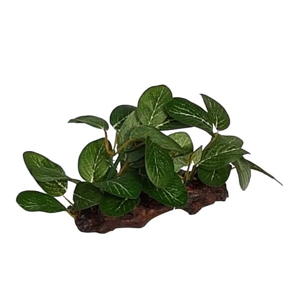 Foreground Plant On Wood - AquariumH2o Aquarium Decoroations