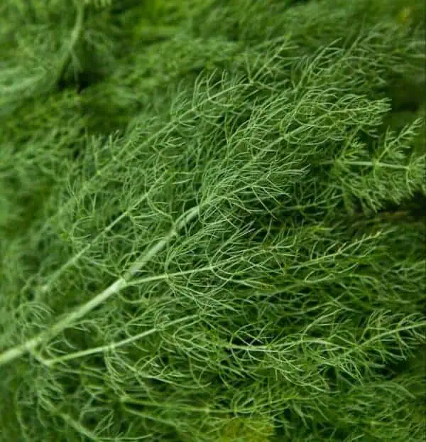 Dill – Heritage Herb Seeds