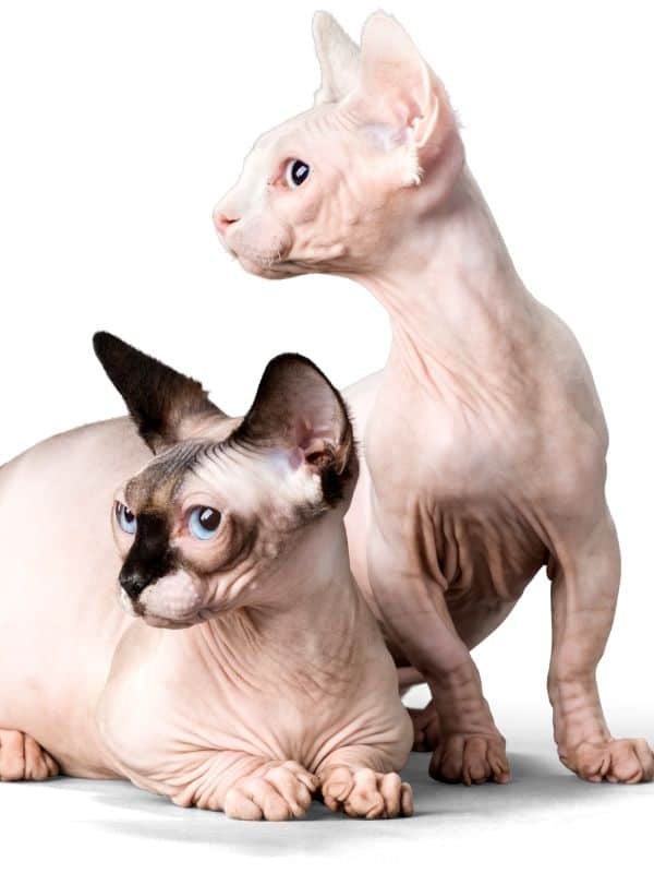 The Sphynx Cat: Bald And Beautiful - Life & Cats - Cat Breed Profile