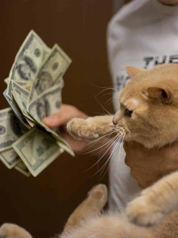 How to Plan a Budget for Your Cat
