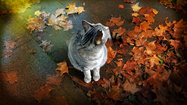 Fun Fall Activities to Do With Your Cat