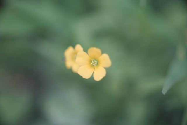 OLYMPUS OM ZUIKO AUTO MACRO 90㎜ F2 レビュー作例 オリンパス銘玉オールドレンズ