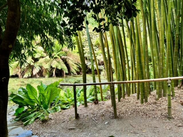Trebah Garden Review: Exploring a Sub-Tropical Paradise